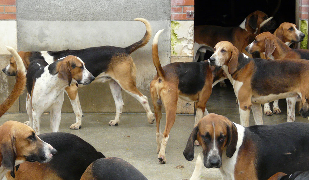 The Hounds at Cheverny – Chiens de chasse Cheverny – Loire Daily Photo