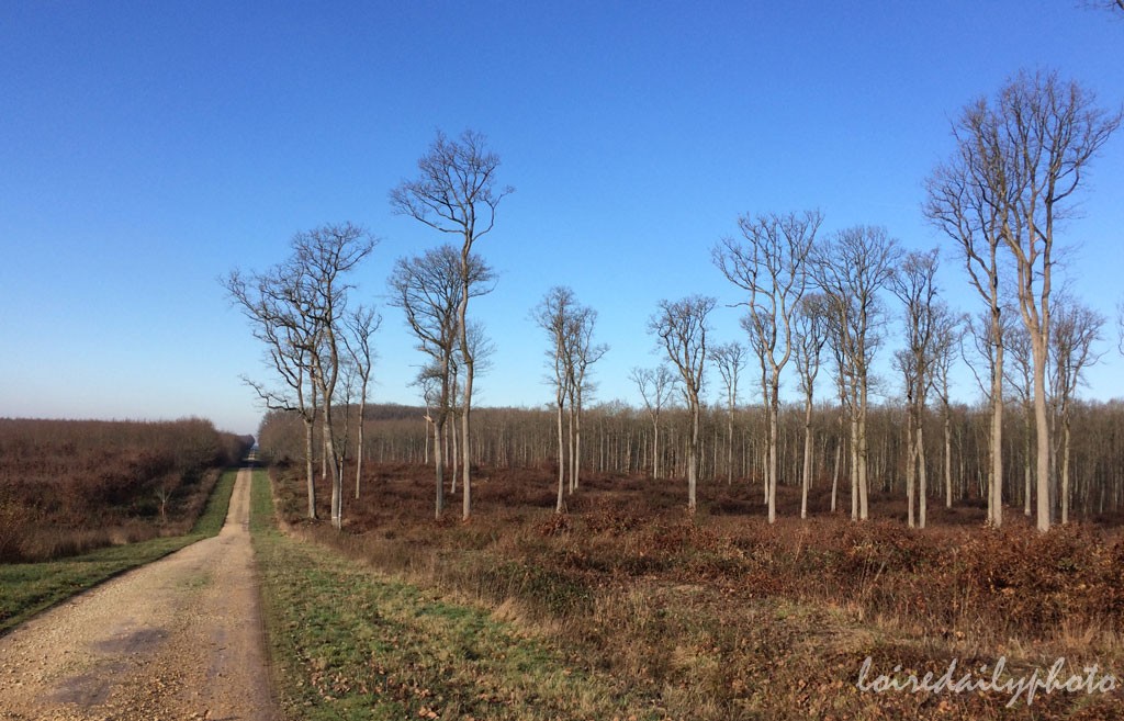 Spindly Trees – Arbres grêles – Loire Daily Photo