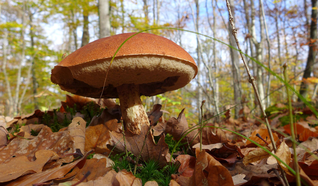 Orange Bolete – Bolet orangé – Loire Daily Photo