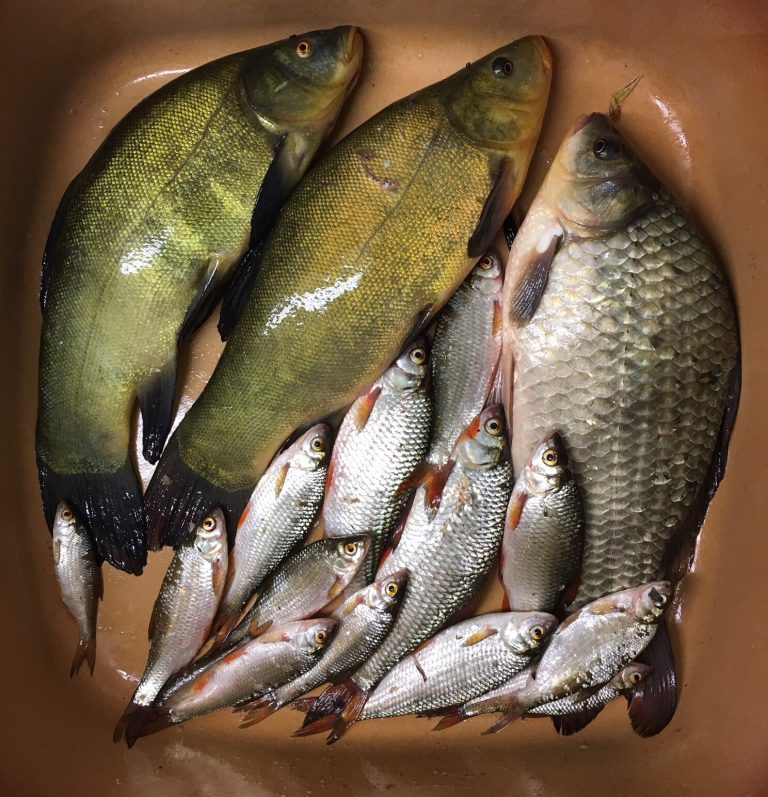 Fresh River Fish – Poissons frais de rivière – Loire Daily Photo