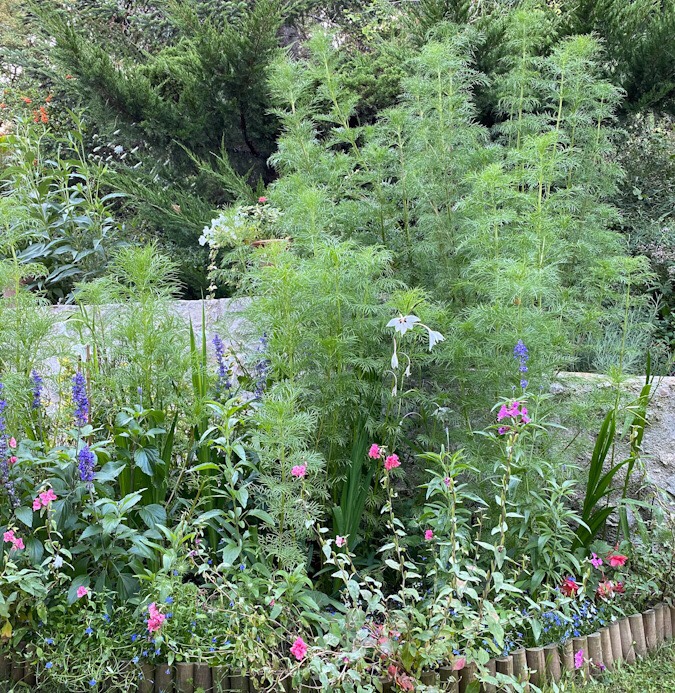 Giant Cosmos – Cosmos géant – Loire Daily Photo